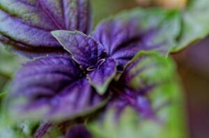 Albahaca morada: cuidados y para qué sirve