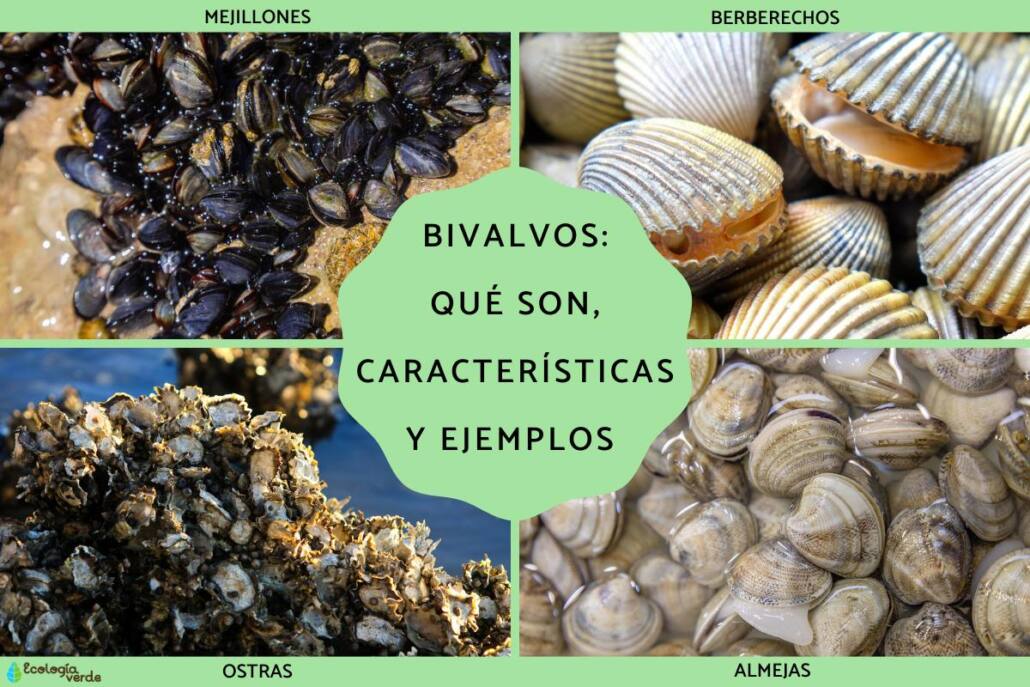 Moluscos: Tipos, Características y Rol en el Ecosistema