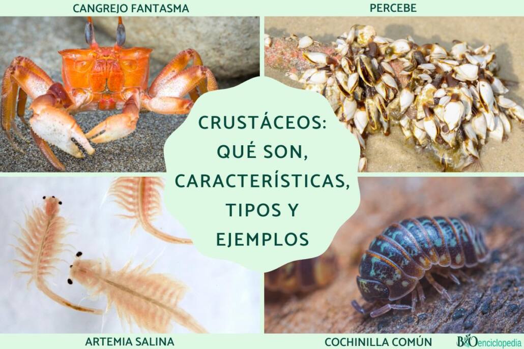 Crustáceos: qué son, tipos, características y ejemplos