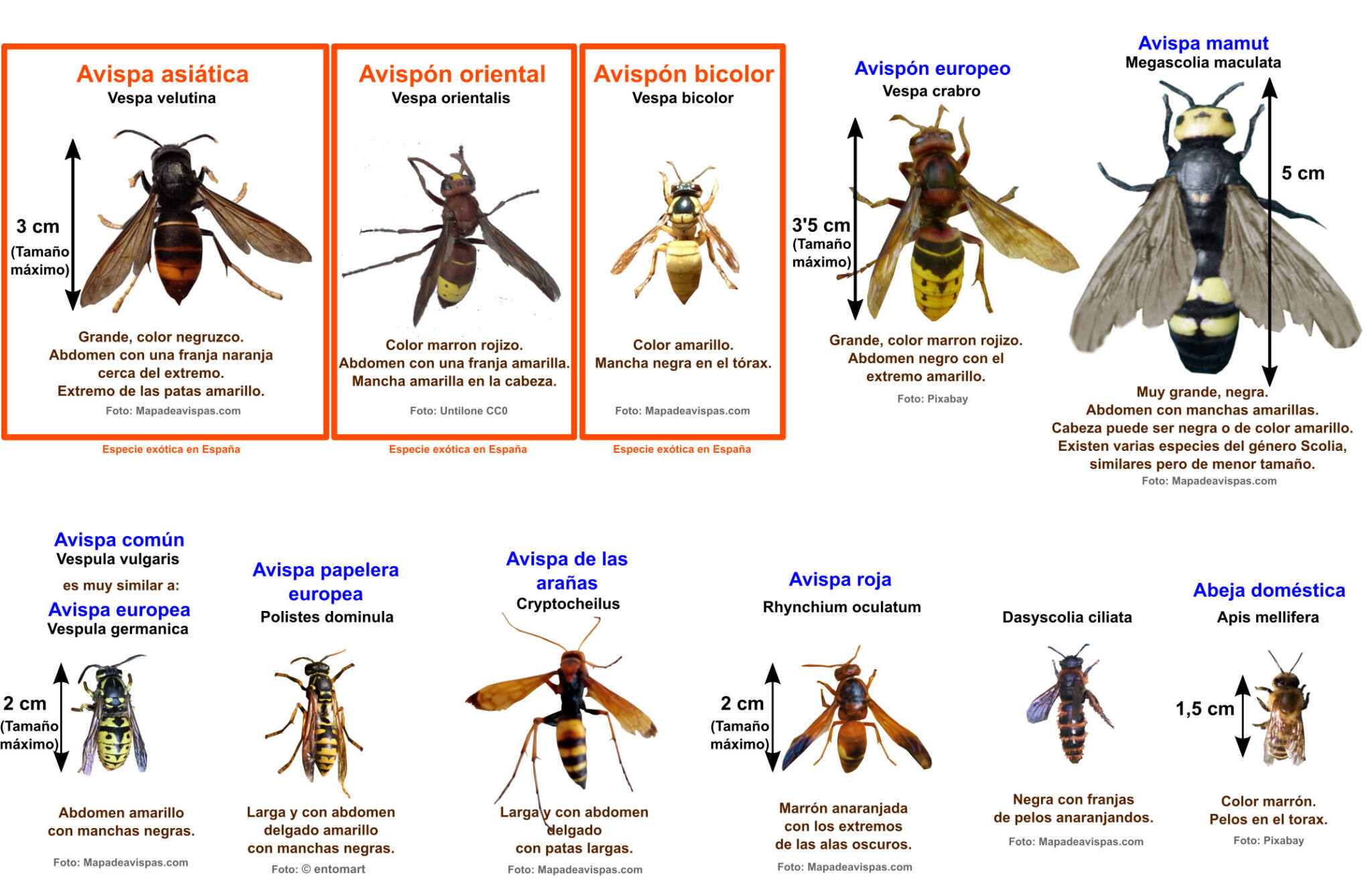 Tipos De Avispas Y Su Importancia
