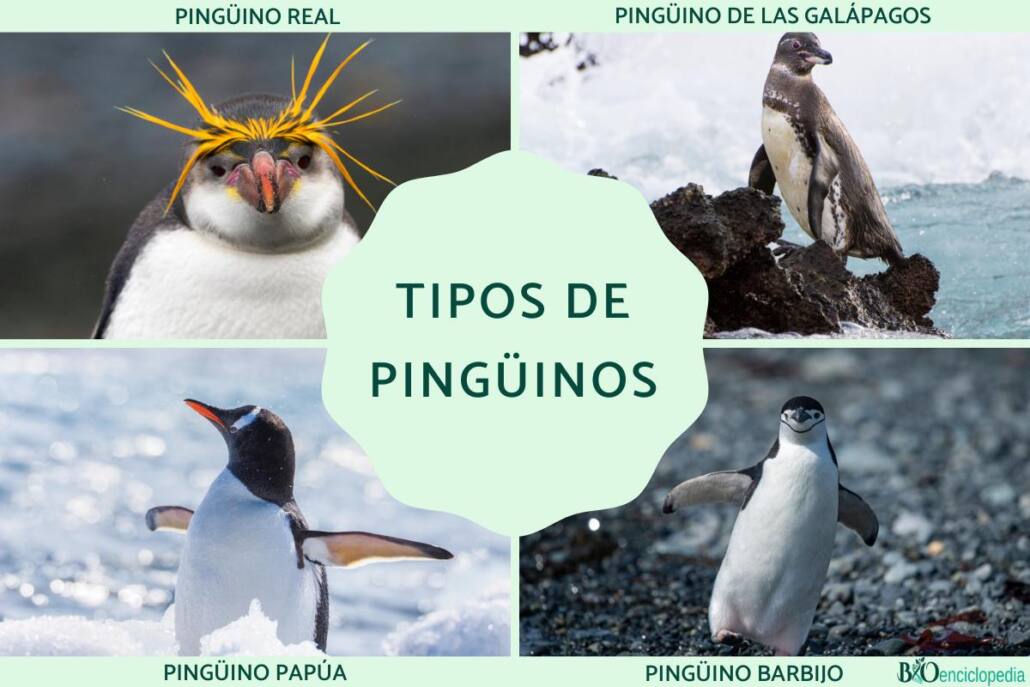 Tipos de monos